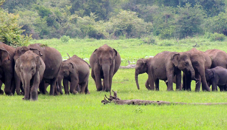 5 Animals You Can Spot in Sri Lanka - lifeberrys.com