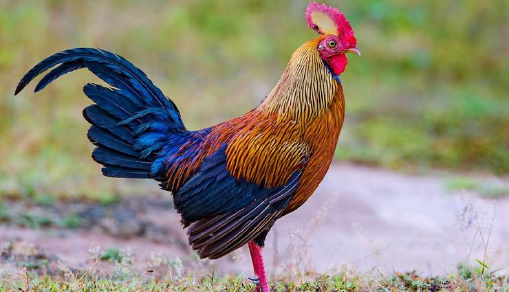 5 Animals You Can Spot in Sri Lanka - lifeberrys.com