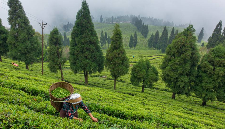 6 Amazing Places You Must Visit in Assam - lifeberrys.com