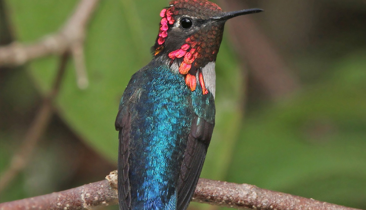 Unveiling the Rich Tapestry of Hummingbirds: 10 Enchanting Varietie ...