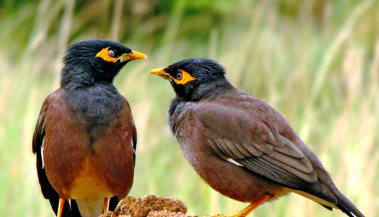 9 Most Beautiful Bird Sanctuaries To Visit in India - lifeberrys.com