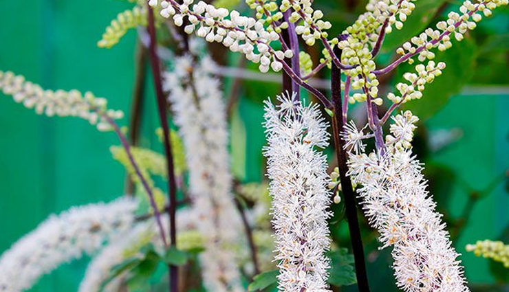 8 Herbs That are Effective in Improving Fertility in Men and Women ...