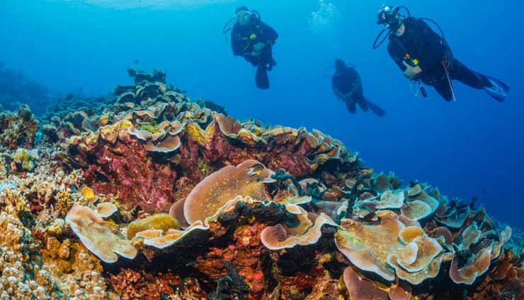 10 Most Amazing Places To Try Diving in Southeast Asia - lifeberrys.com