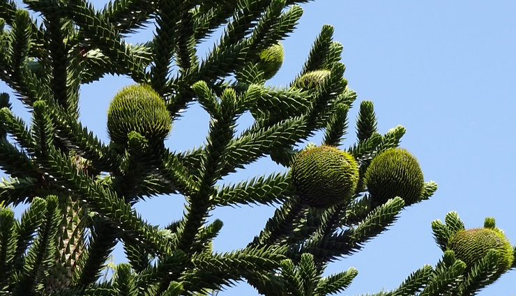 10 Endangered Species of Trees - lifeberrys.com