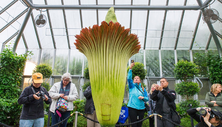 5 Most Weird Flowers That Grows in The World - lifeberrys.com