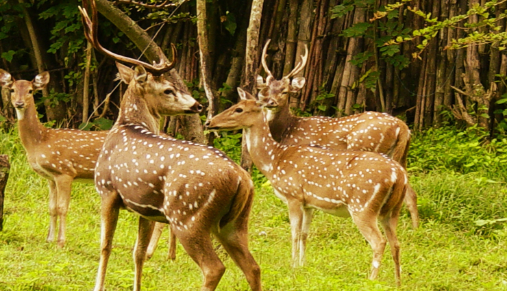 11 Attractions That Make Ooty Must Visit Place - lifeberrys.com