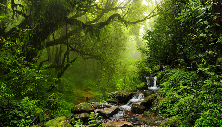 5 Dense Forests To Visit Around The World - lifeberrys.com