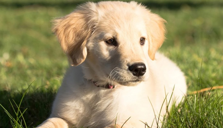 5 Best Athletic Dog Breeds in The World - lifeberrys.com