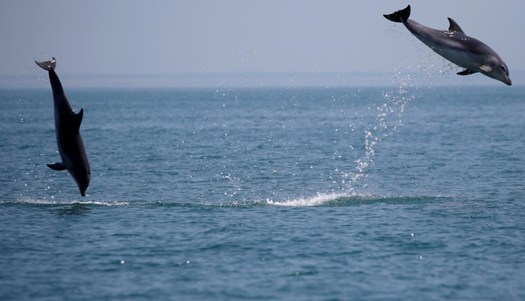 6 Places in India Where You Can See Dolphins - lifeberrys.com