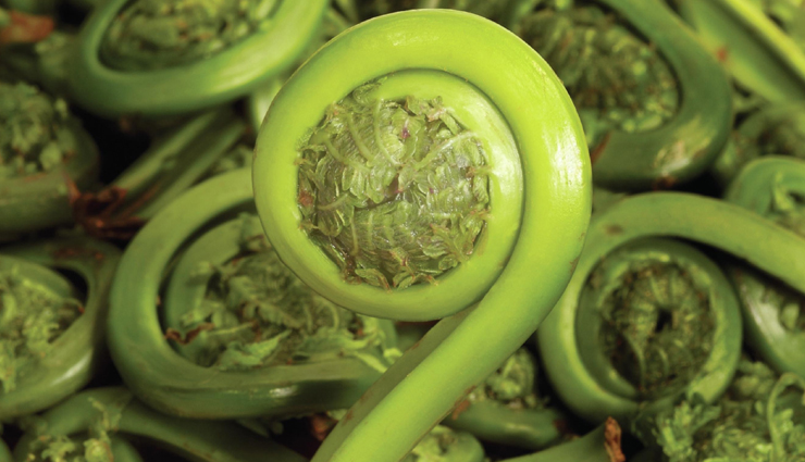 7 Amazing Health Benefits of Fiddleheads - lifeberrys.com