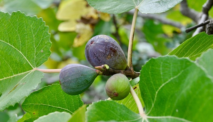 6 Benefits of Fig Leaves on Your Health - lifeberrys.com