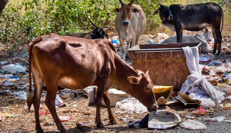 गोवा की गायें हुई मांसाहारी, खा रही हैं चिकन और मछली