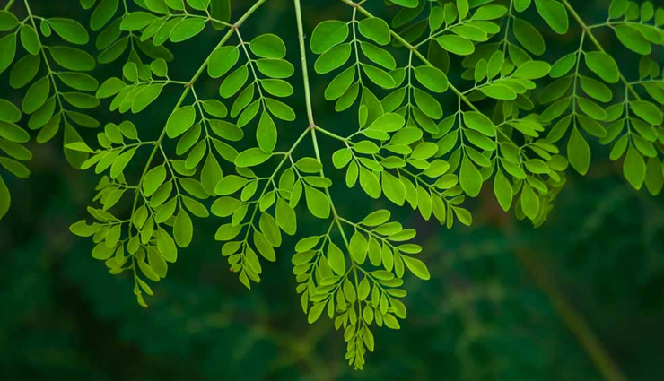 5 Foods That Will Help To Increase Your Hemoglobin Levels - lifeberrys.com