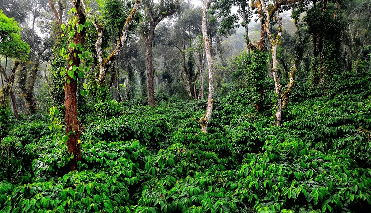 6 Must Visit Places in Karnataka During Monsoon - lifeberrys.com