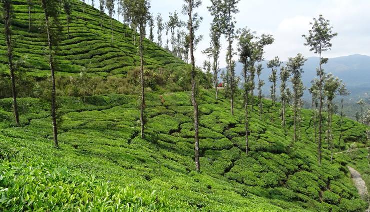 Most Famous Tea Gardens To Visit in India - lifeberrys.com