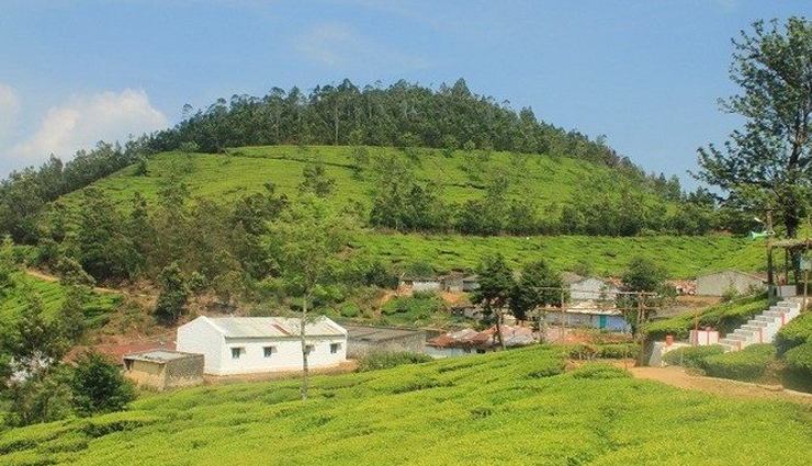 10 Most Favourite Plantation Stays in India - lifeberrys.com