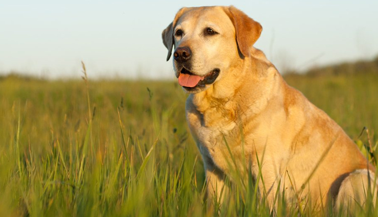 5 Best Athletic Dog Breeds in The World - lifeberrys.com