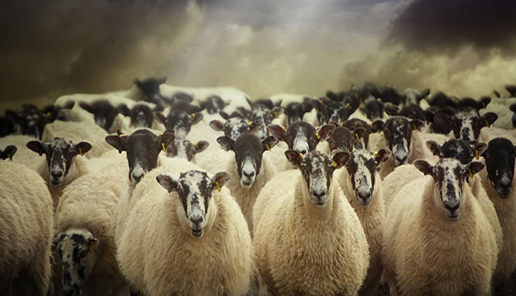 5 Countries With Largest Domesticated Animal Population in The World ...