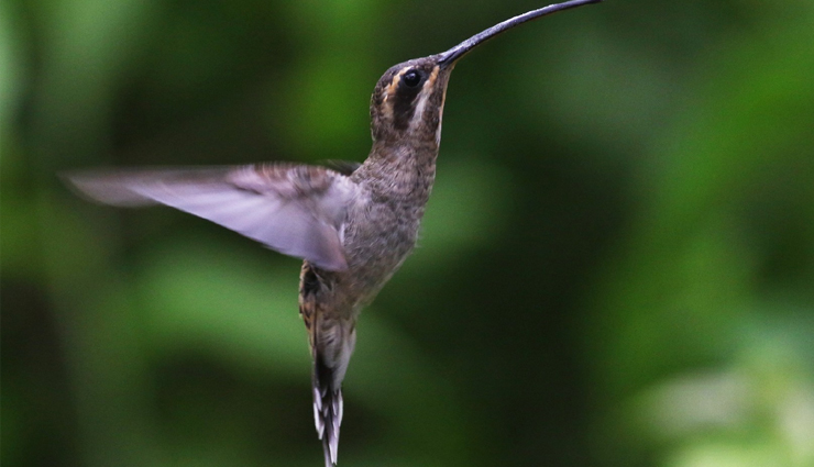 Unveiling the Rich Tapestry of Hummingbirds: 10 Enchanting Varietie ...