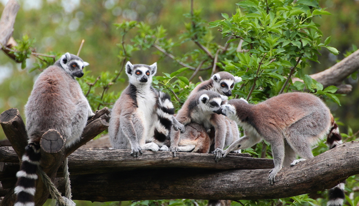 7 Reasons Why Madagascar is One of The Amazing Place To Visit ...