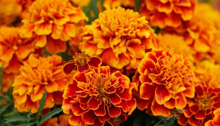 5 DIY Flower Face Packs To Try at Home - lifeberrys.com