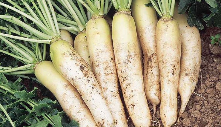 Mooli is Low in Calories, 5 More Benefits - lifeberrys.com