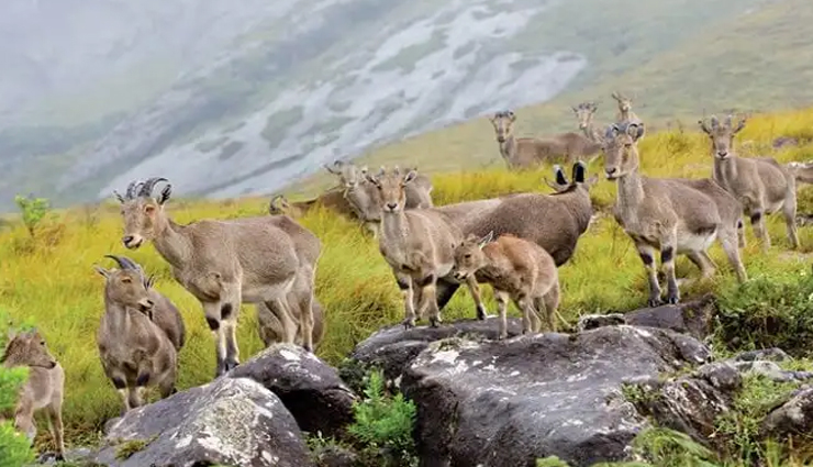 8 Things Not To Miss in Munnar - lifeberrys.com