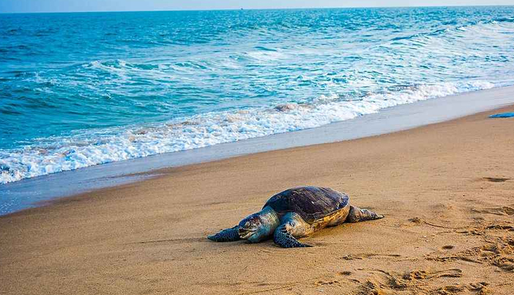 8 Most Amazing Beaches To Visit in Odisha - lifeberrys.com