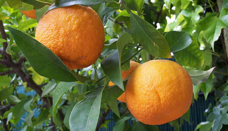 Some Health Benefits of Orange Tree Tea Leaves Will Work Effectively ...