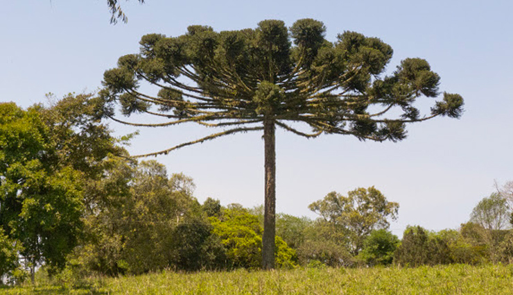 10 Endangered Species of Trees - lifeberrys.com