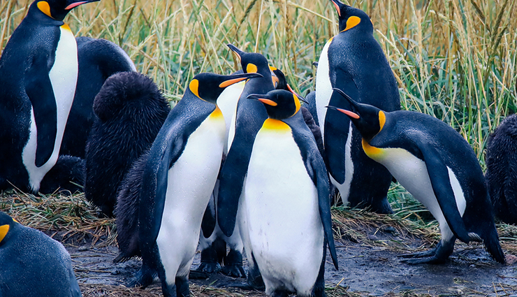 5 Countries Where You Can Spot Penguins - lifeberrys.com