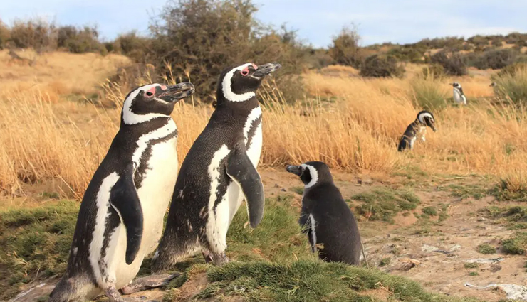 5 Countries Where You Can Spot Penguins - lifeberrys.com