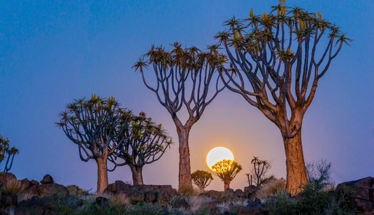 10 Endangered Species of Trees - lifeberrys.com