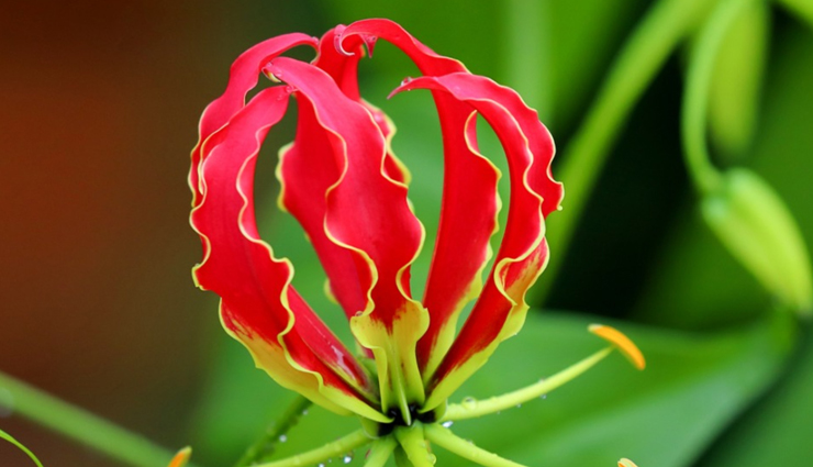 7 Most Beautiful and Enticing Rare Flowers in The World - lifeberrys.com