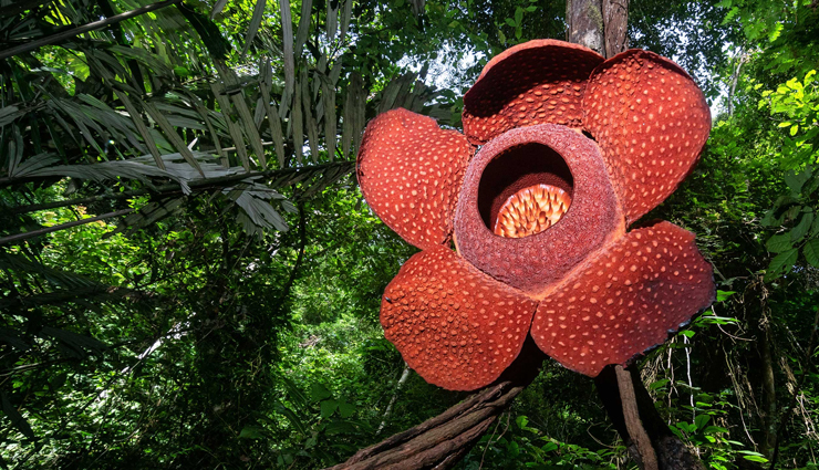 7 Most Beautiful and Enticing Rare Flowers in The World - lifeberrys.com