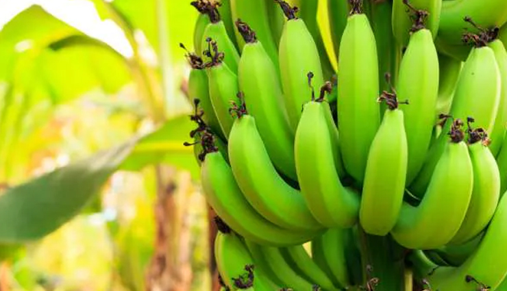 5 Amazing Health Benefits of Raw Banana - lifeberrys.com