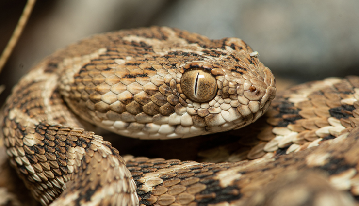6 Most Deadliest and Dangerous Snakes in The World - lifeberrys.com