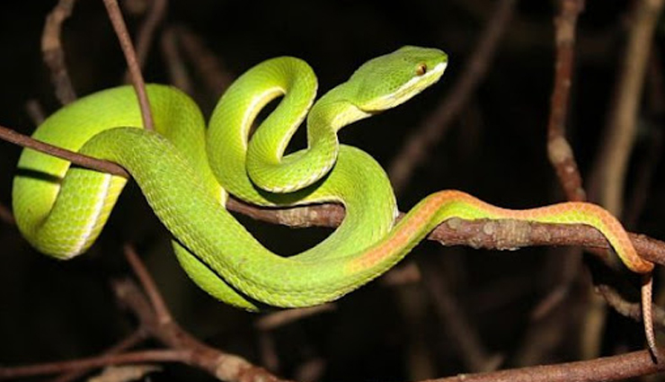 8 Species of Keelback and Bronzeback Snakes Found in India - lifeberrys.com