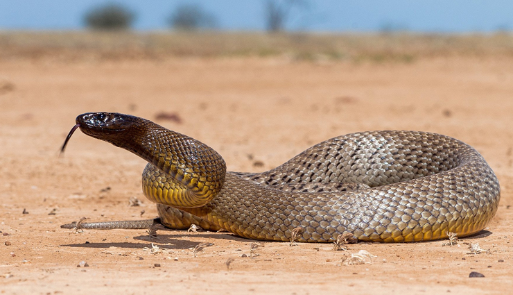 6 Most Deadliest and Dangerous Snakes in The World - lifeberrys.com