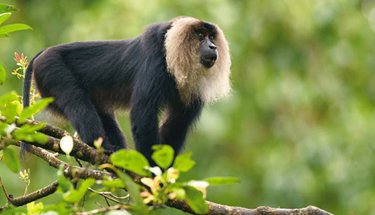7 Unique Species of Monkey To Spot in India - lifeberrys.com
