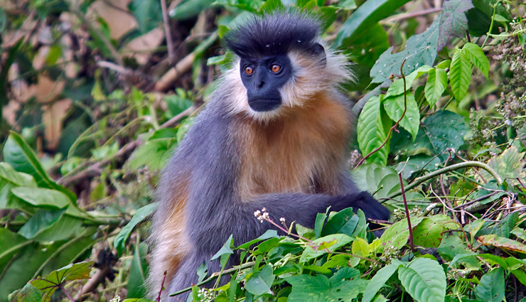 7 Unique Species of Monkey To Spot in India - lifeberrys.com