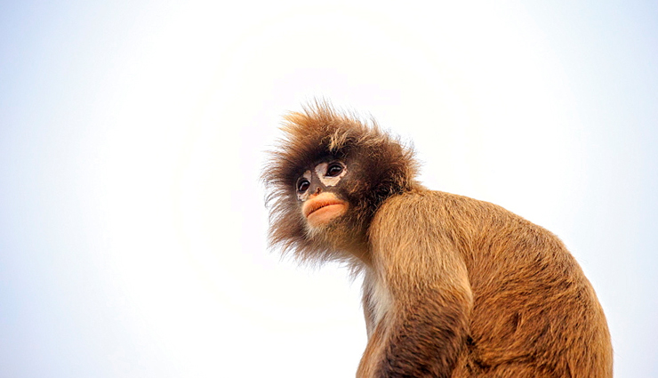 7 Unique Species of Monkey To Spot in India - lifeberrys.com