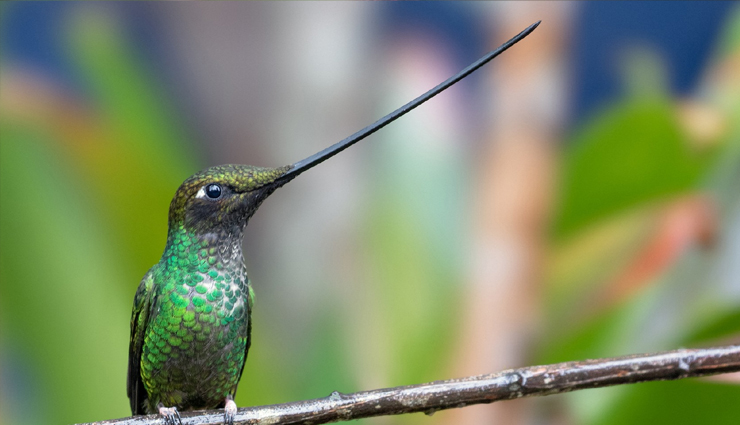 Unveiling the Rich Tapestry of Hummingbirds: 10 Enchanting Varietie ...
