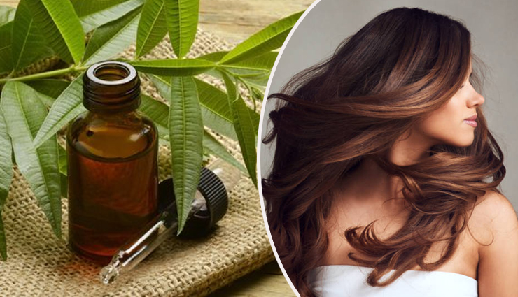 5 Most Useful Benefits of Tea Tree Oil For Hair Care - lifeberrys.com 5 Most Useful Benefits of Tea Tree Oil For Hair Care - lifeberrys.com