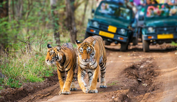 6 Tiger Reserves in India You Must Visit - lifeberrys.com