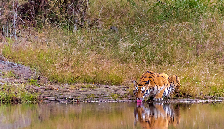 10 Tiger Reserves You Can Visit in India - lifeberrys.com