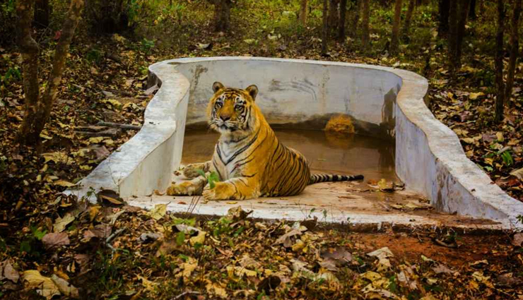 10 Tiger Reserves You Can Visit in India - lifeberrys.com