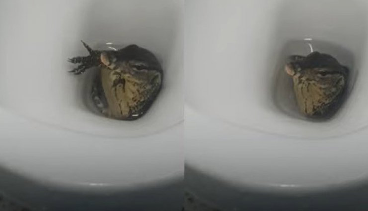 होटल के टॉयलेट सीट से निकली मॉनिटर लिजर्ड, देख गेस्ट के उड़े होश; VIDEO