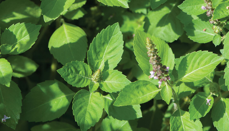 7 Ways To Treat Tonsils Naturally at Home - lifeberrys.com