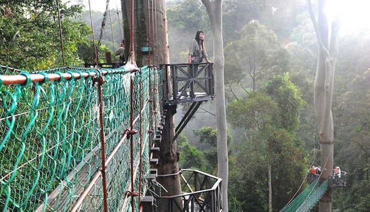 6 Unique Treetop Walkways In The World - lifeberrys.com